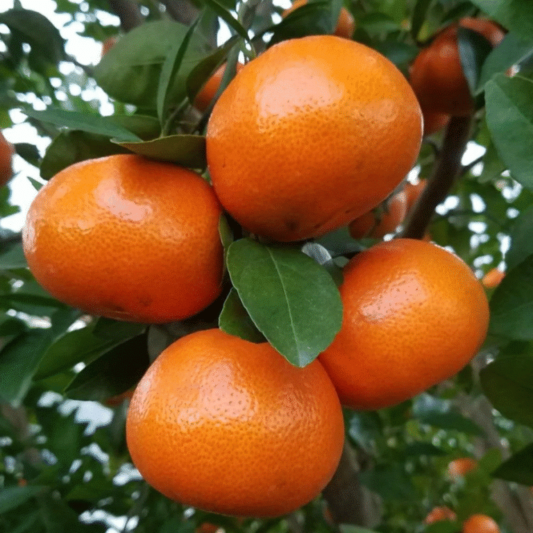 Nadorcott Moroccan Mandarins – Premium Seedless Citrus
